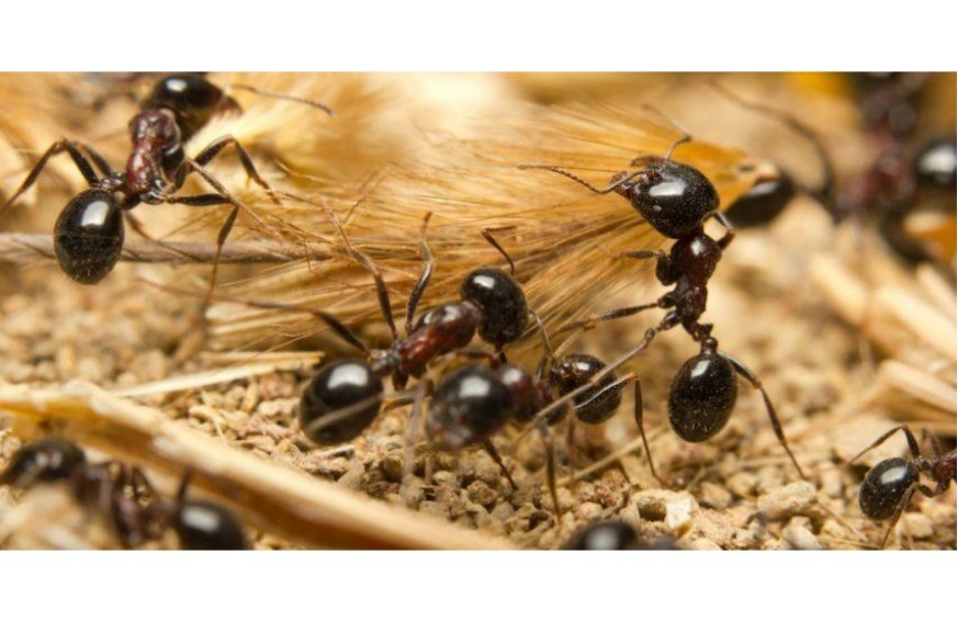 «Γνωριμία» με το μυρμήγκι - oikofrontis.com